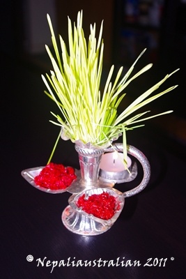 Story of my Jamara…. | nepaliaustralian